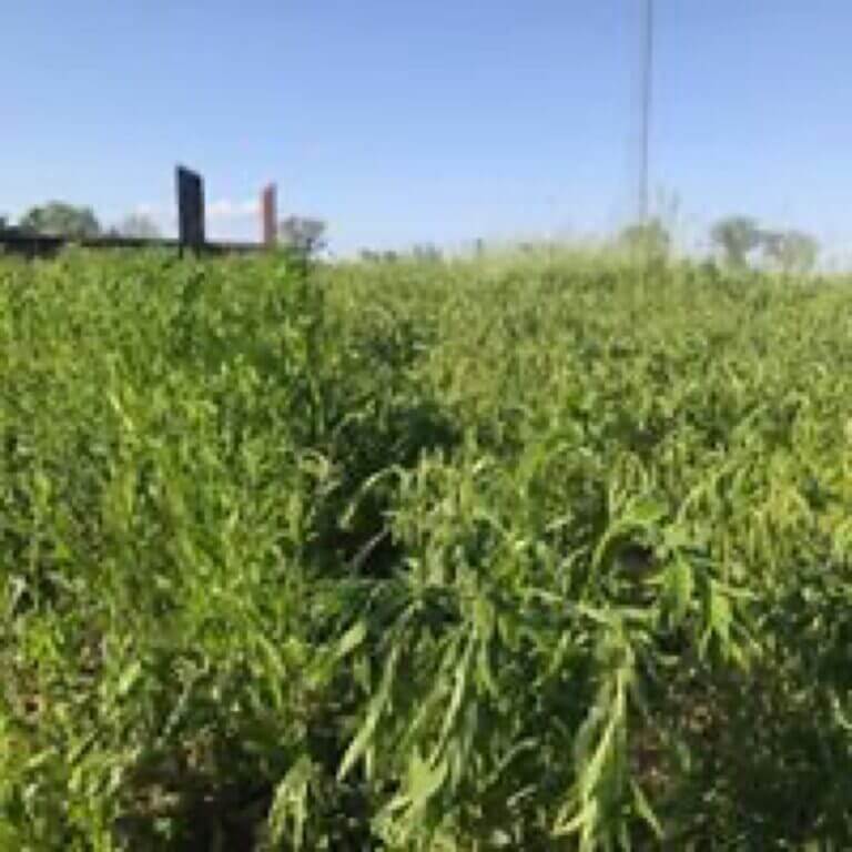 Before and After Weeds - The Weed Zapper